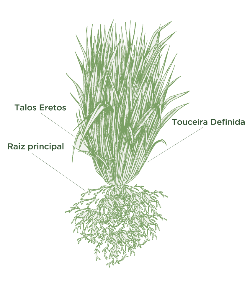 Cobra - Grupo Papalotla
